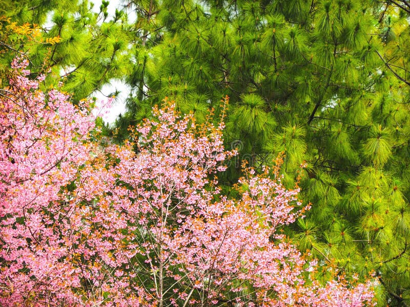 Two Tone: Cherry Blossom & Pine Tree Stock Image - Image of park ...
