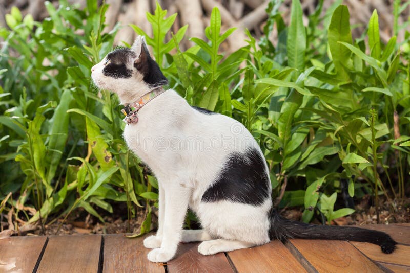 Two Tone Color Cat Sitting on the Plant Stock Image - Image of breed ...