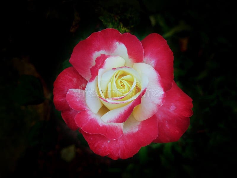 Two Tone Color Rose on Dark Background Stock Image - Image of heart ...