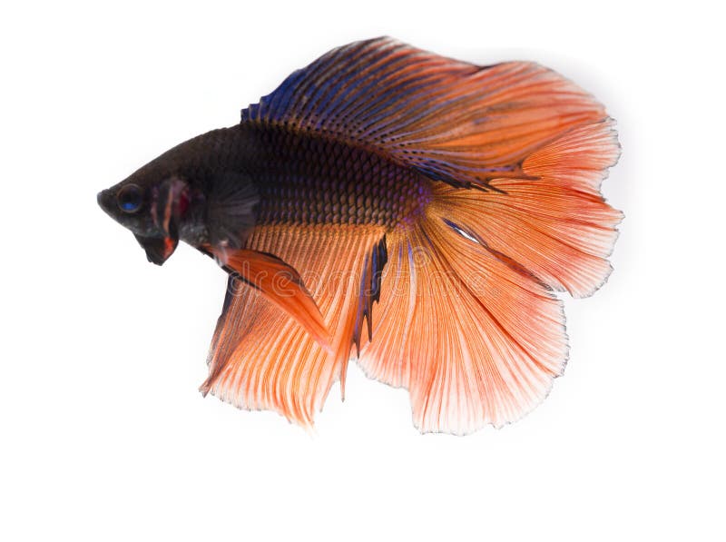 Two Tone Color Siamese Fighting Fish , Betta Isolated on White B Stock ...