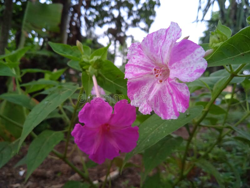 Two tone colour flowers stock photo. Image of produce - 253862768
