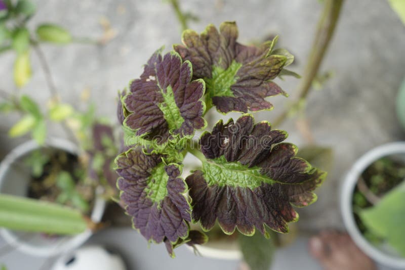Two Tone Colour of Rainbow Leaf Plant at Home Garden Stock Photo ...