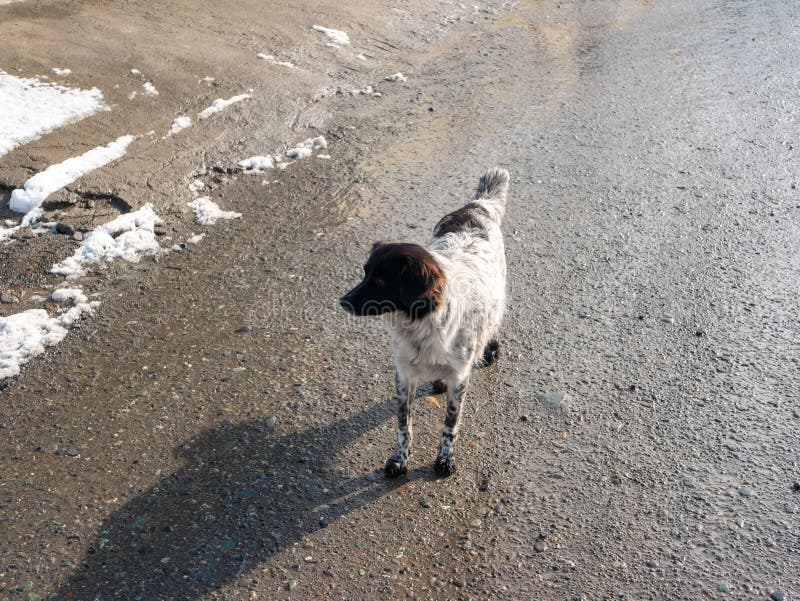 Two-tone Dog is Standing on the Road. Close-up Stock Photo - Image of ...