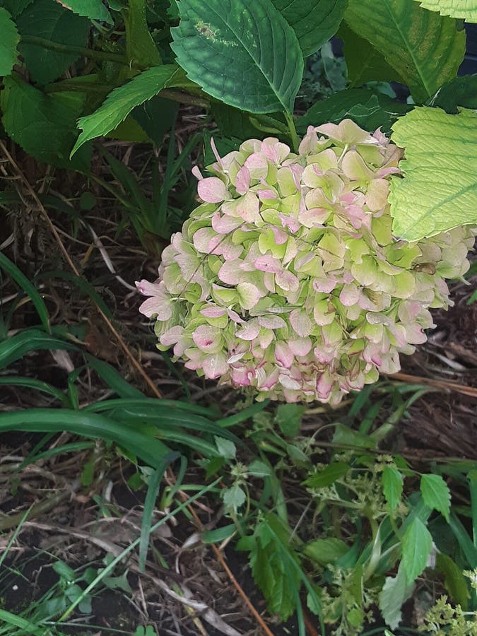 Hygran Stock Photos - Free & Royalty-Free Stock Photos from Dreamstime