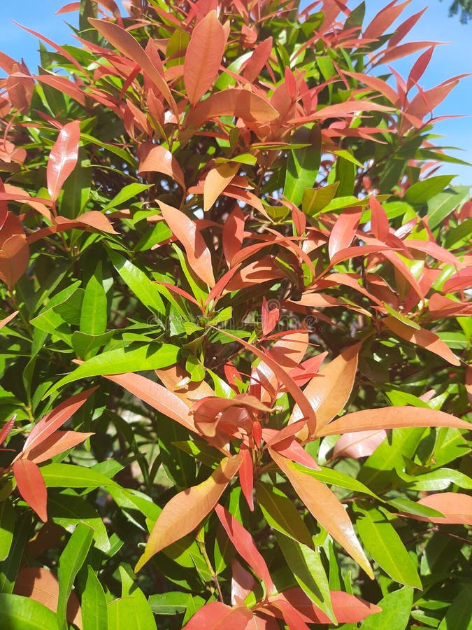 Two tone Leaves stock photo. Image of leaf, foliage, stalk - 70730764