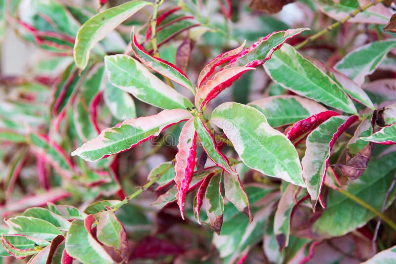 Two Tone Leaves stock photo. Image of woods, wood, arbor - 70730972