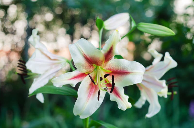 Two- Tone Lily in the Garden on a Bokeh Background Stock Image - Image ...
