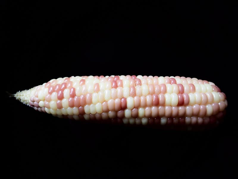 This is Two Tone Maize on Black Background Stock Image - Image of ...