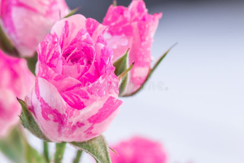 Two-Tone Pink Roses. stock photo. Image of bright, beauty - 90765630