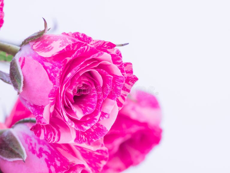 Two-Tone Pink Roses. stock image. Image of pastel, romance - 90765501