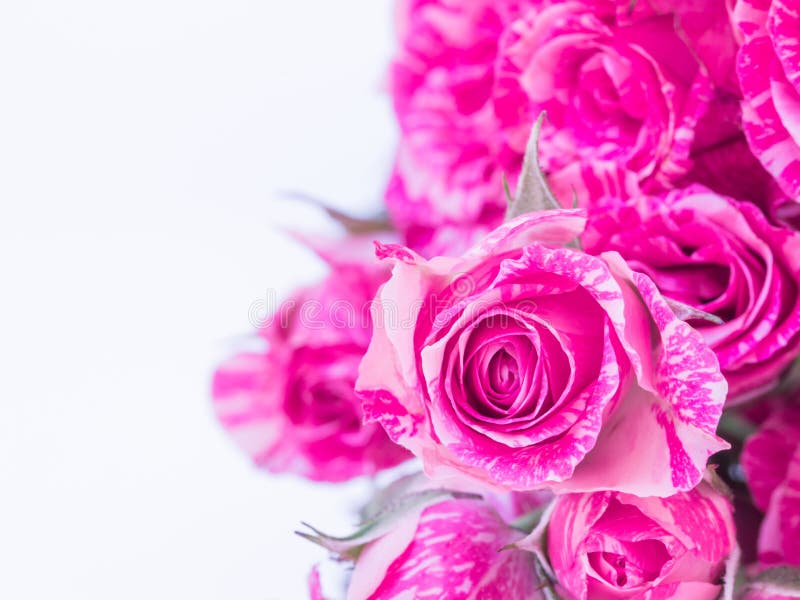 Two-Tone Pink Rose. stock photo. Image of pink, green - 90762492