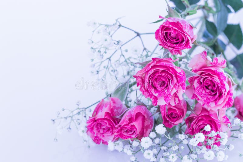 Two-Tone Pink Roses. stock image. Image of greeting, bouquet - 90765625