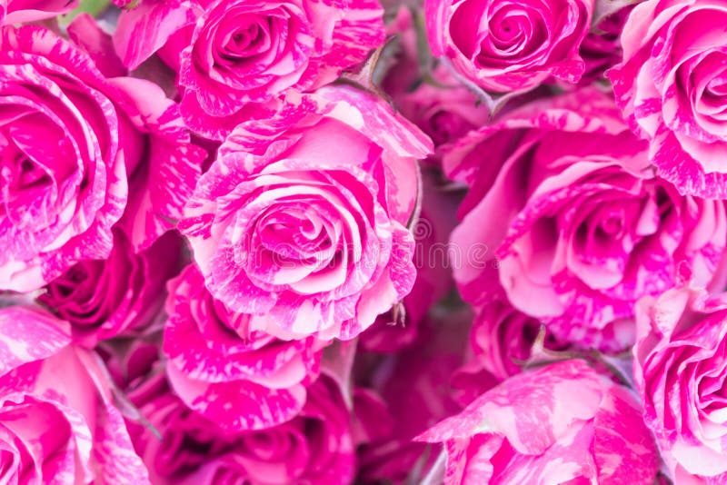 Two-Tone Pink Roses. stock photo. Image of gift, leaf - 90765544