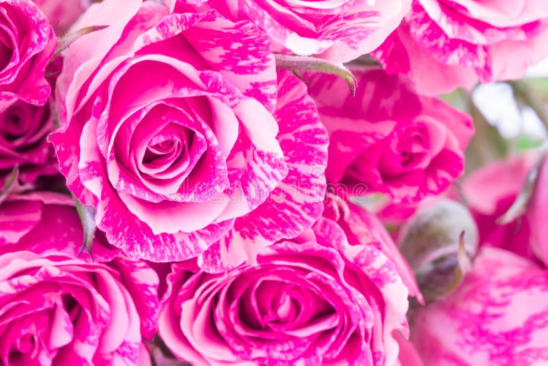 Two-Tone Pink Roses. stock photo. Image of gift, leaf - 90765544