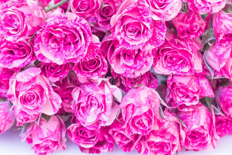 Two-Tone Pink Roses. stock photo. Image of garden, rosa - 90765640