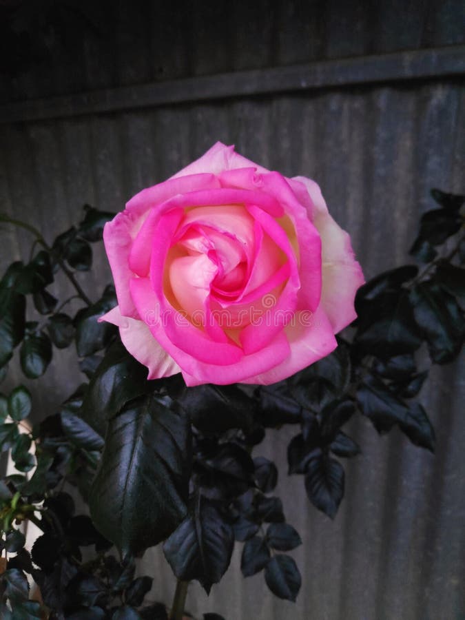 Two-tone Pink and White Rose Flower 3 Stock Photo - Image of white ...