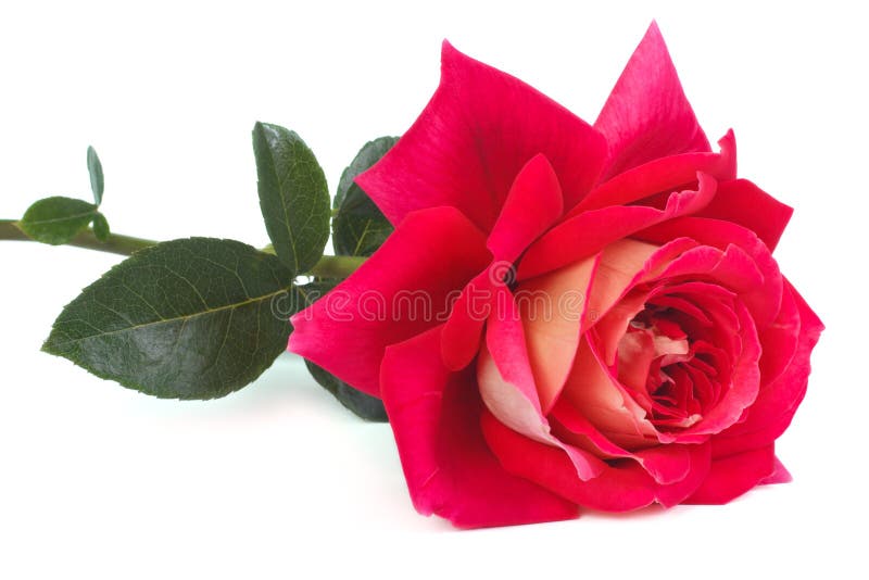 Two beautiful pink roses stock image. Image of romantic - 10066499