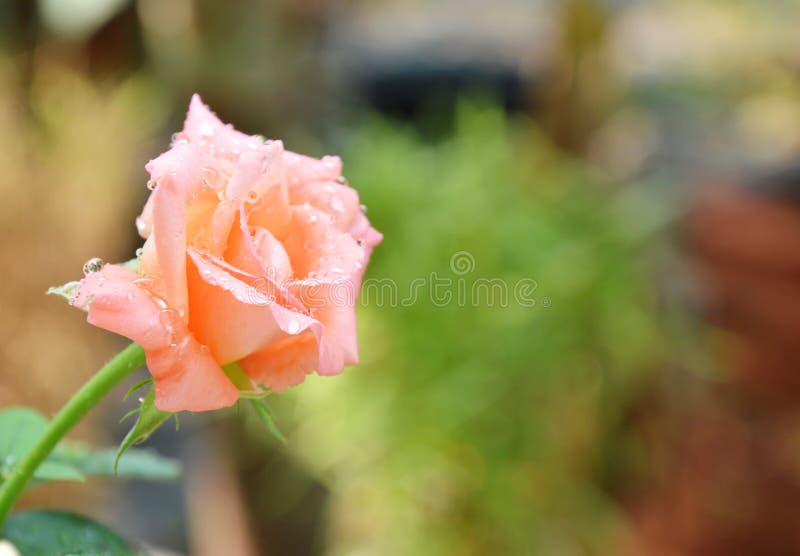 Two Tone Rose Blooming in Garden Stock Image - Image of pollen, tree ...