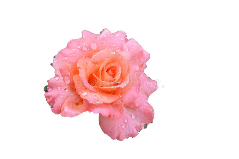 Two Tone Rose Blooming on White Background Stock Photo - Image of close ...