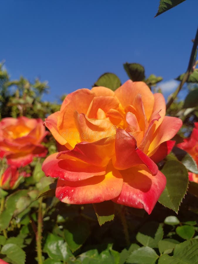 Two tone rose blossoms stock photo. Image of tone, blossoms - 178735352