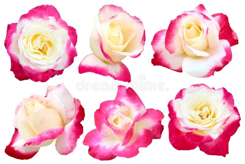 Two tone rose isolated stock illustration. Illustration of pretty ...