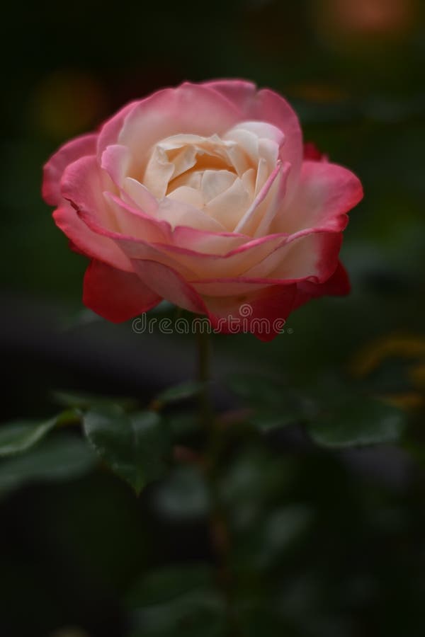 Two tone rose (Rosa) stock photo. Image of makro, closeup - 260641284