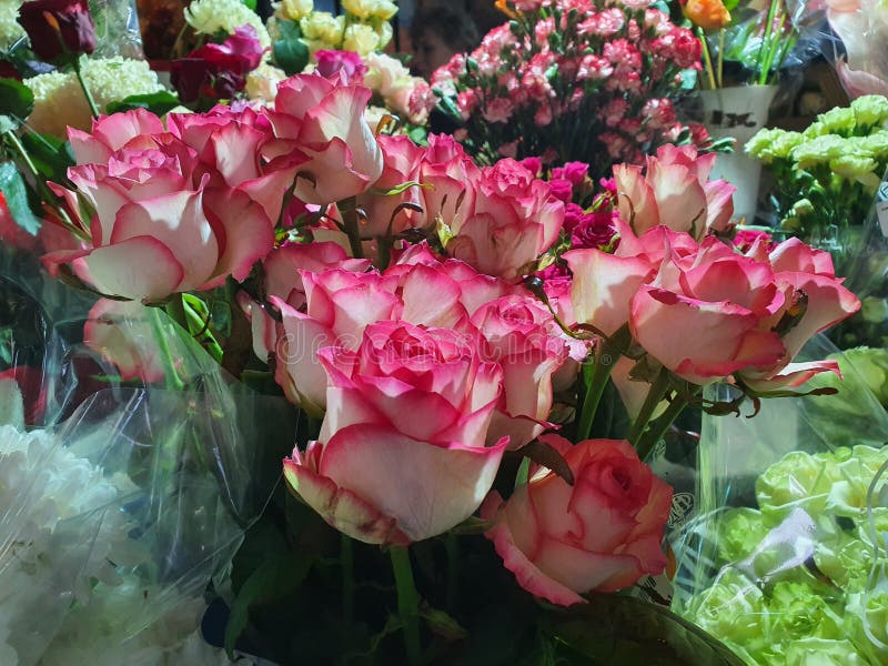 Two tone roses stock photo. Image of pink, bouquet, purple - 230695260