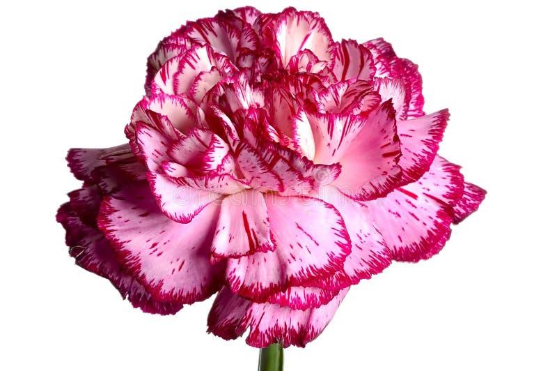 Two Tone stock image. Image of single, petals, carnation - 84778999