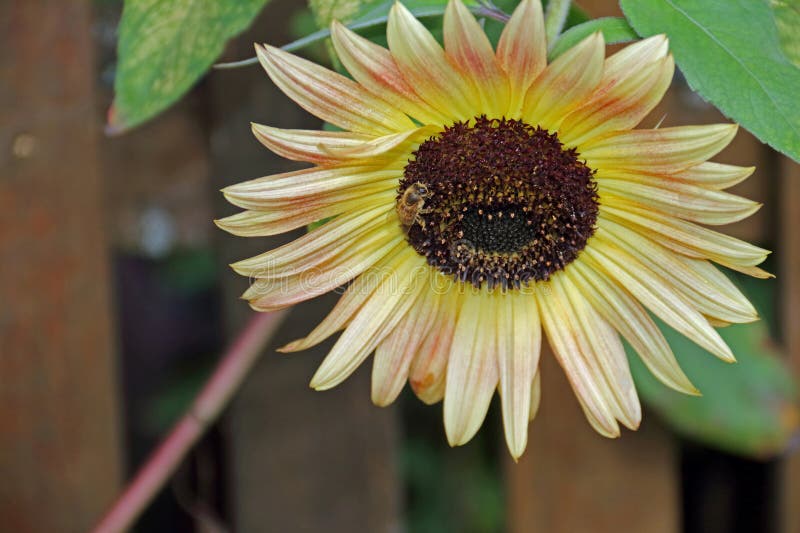 A Two-tone Sunflower with a Bee in the Center Stock Photo - Image of ...
