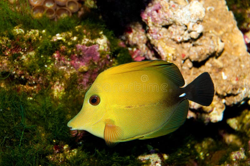 Twotone Scopas Tang Stock Photos - Free & Royalty-Free Stock Photos ...
