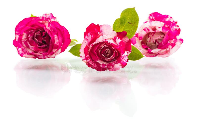 Two-tone White with Red Rose on a White Stock Image - Image of isolated ...