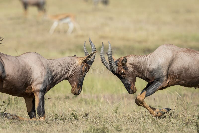 Two Topi Antelope Fighting in Masai Mara in Kenya Stock Photo - Image ...