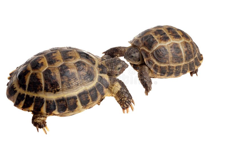 Two tortoises stock image. Image of couple, animal, turtle - 22292029