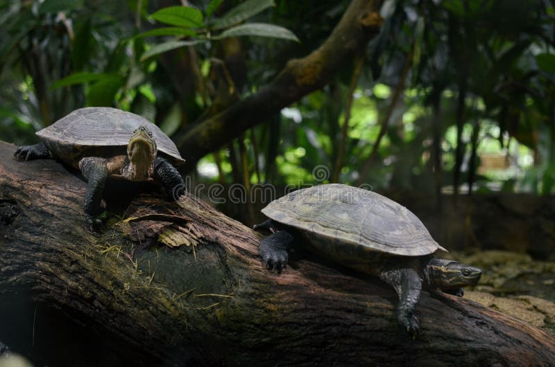 Two tortoises on the bark stock photo. Image of reptile - 270755470