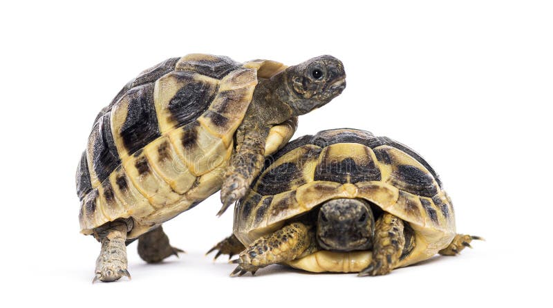 Two Tortoises Standing on Top of Each Other on White Background Stock ...