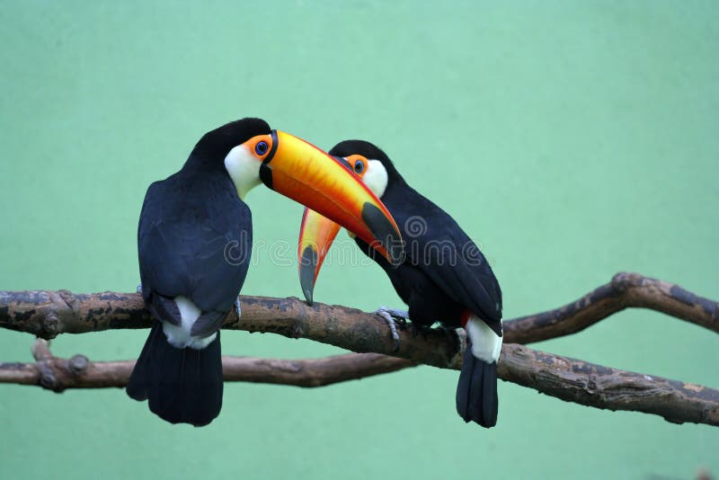 Two Toucans stock image. Image of tropical, rainforest - 2429583