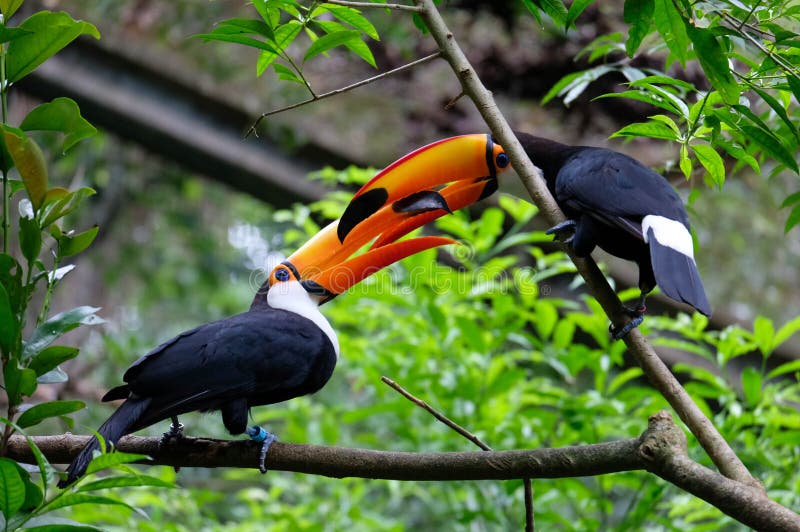 Pair Of Toucans stock photo. Image of rainforest, jungle - 194506574