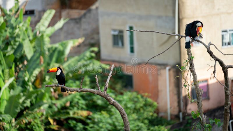Two Toucans Resting on Branches in a Tropical Setting Stock Photo ...