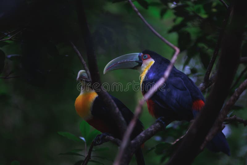 Two Toucans on the Tree Branch Stock Image - Image of wildlife, beak ...