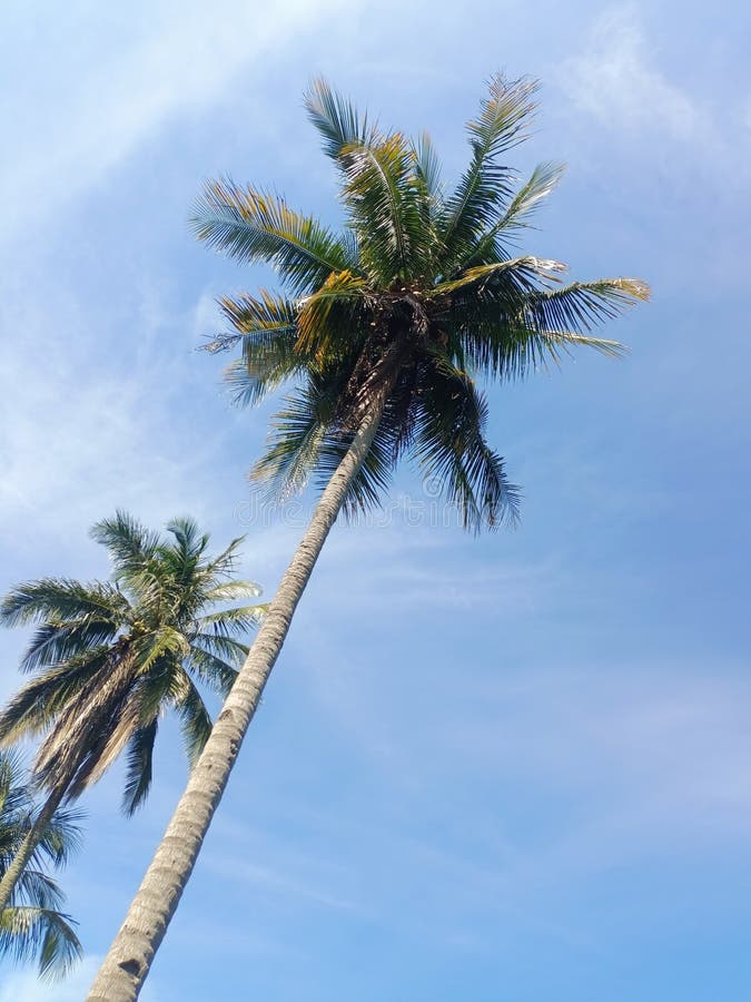 Two Towering Coconut Trees and Heavy Fruit Stock Image - Image of fruit ...