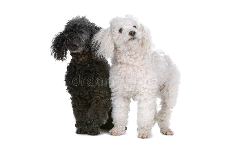 Poodle stock image. Image of fast, flying, doggy, friend - 24489099