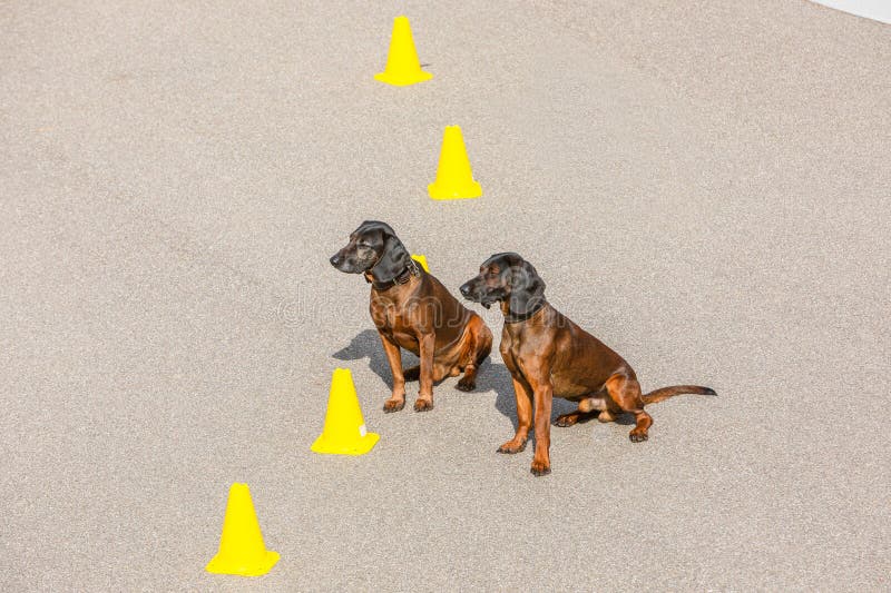 Two Tracker Dogs Wait for Command Stock Image - Image of animal ...