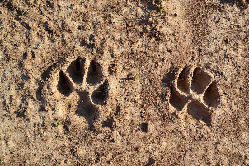 Two Tracks of Dog Paws on the Ground Stock Photo - Image of dogs ...