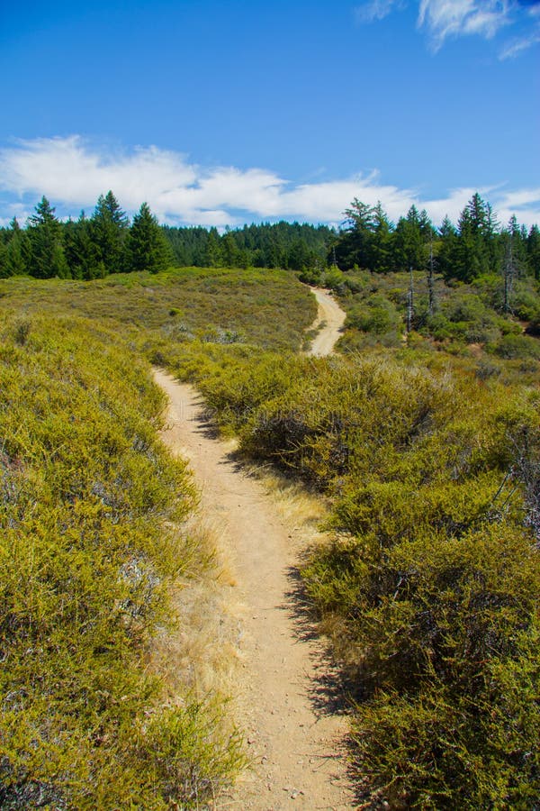 Two Trails on a Mountain with Pine Trees Stock Photo - Image of tees ...