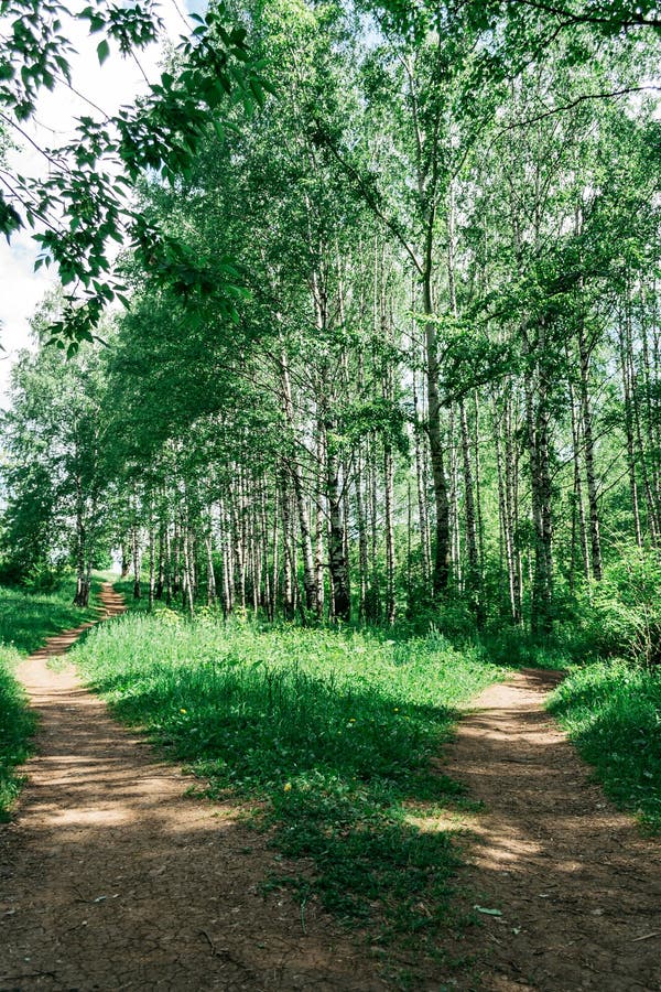 Two Trails in the Summer Sunny Forest Stock Photo - Image of outdoor ...