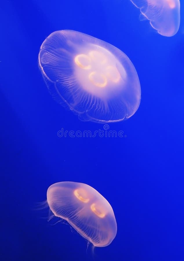 Two jellyfish stock photo. Image of marine, underwater - 8478148
