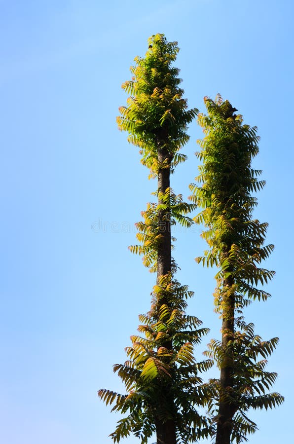 Two tree stock photo. Image of background, sunny, spring - 25163124