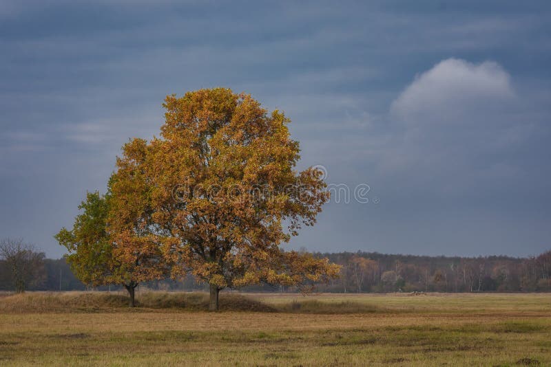 Two autumn trees stock image. Image of midday, meadow - 293925425