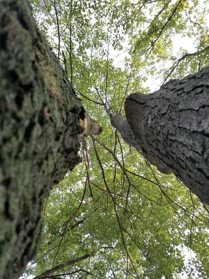 Between Two Tree Branch stock photo. Image of wood, trunk - 174867344