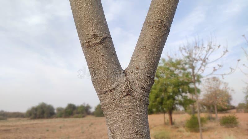 V Shape Tree Trunk, Close Up Image Stock Image - Image of forest, wood ...
